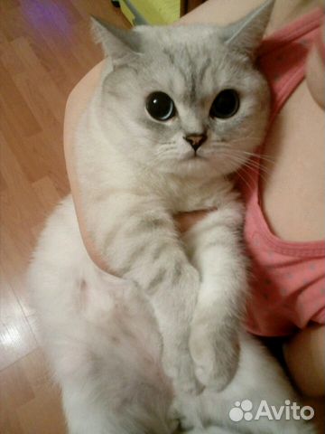 Британский скоттиш страйт