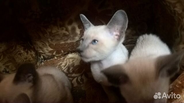 Орики-мальчики