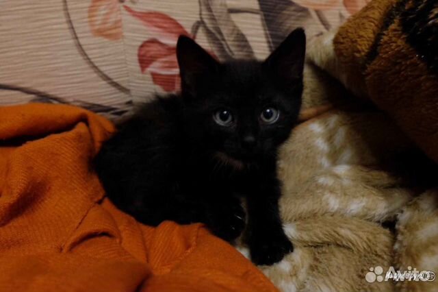 Котенок