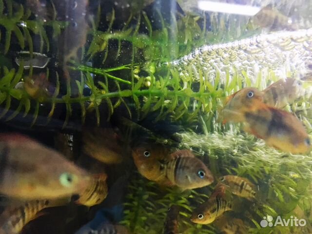 Цихлазома Сэджика