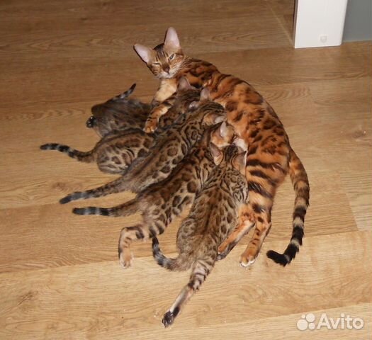 Котенок бенгал, black spotted rosetted, 1,5мес