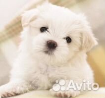 Очень красивый мальчик мальтезе