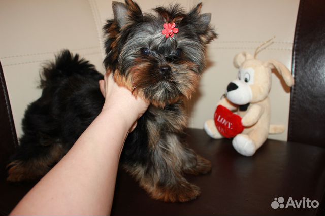 Кукольная мини девочка йоркширского терьера