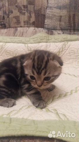 Котята скоттиш фолд (вислоухие) и страйт