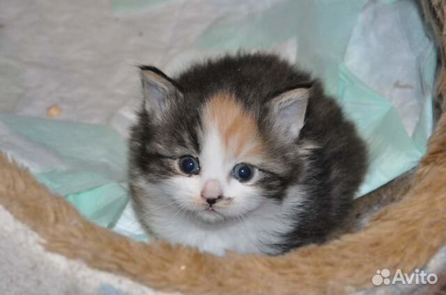 Котята курильского бобтейла