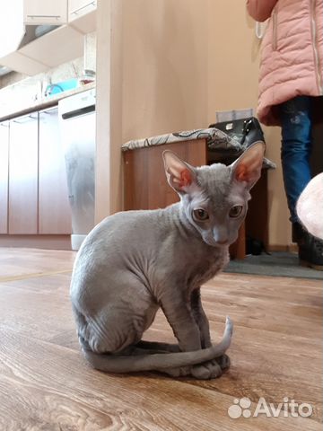 Продаётся котёнок корниш-рекс (мальчик)