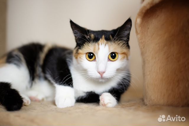Молодая кошечка Франческа