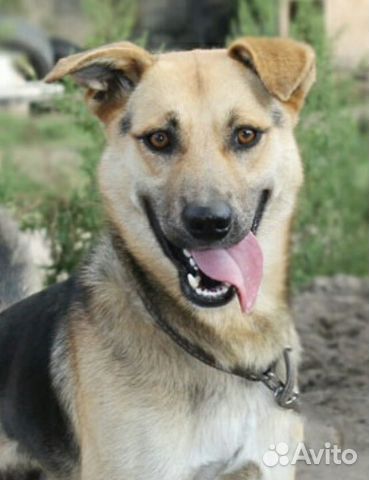 Лопоухий парнишка Геркулес