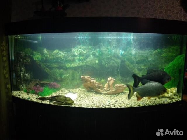 Отдам даром пиранью "Паку"