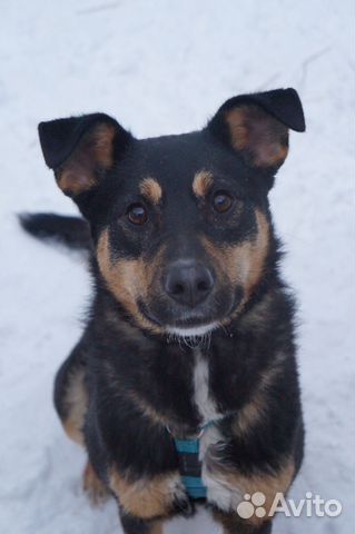 Ласковая умница Маргоша ищет дом