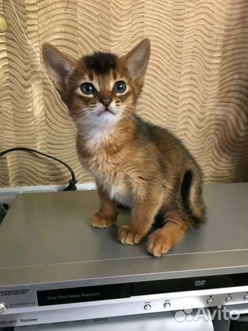 Абиссинский шикарный мальчик