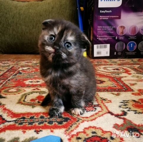 Котята в добрые ручки