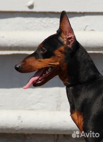 Маленькие пинчеры. Челябинск