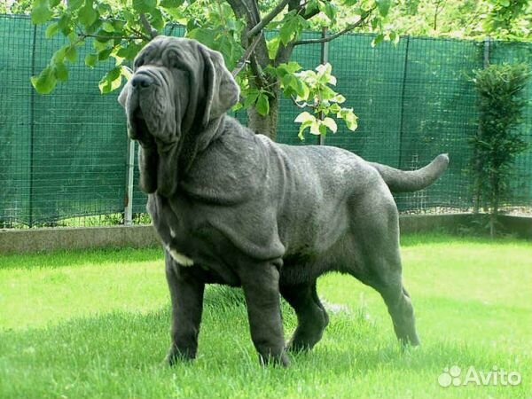 Мастино неаполитано девочка Бесплатно