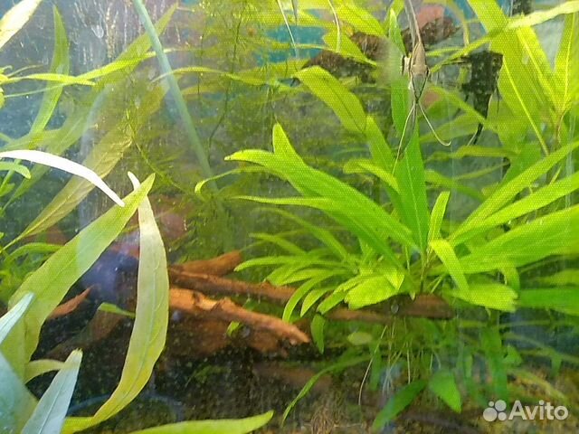 Растение для аквариума лимонник и роголистник