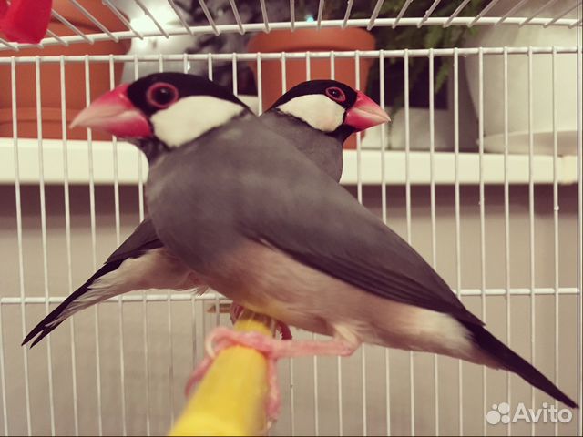 Отдам птиц в добрые руки