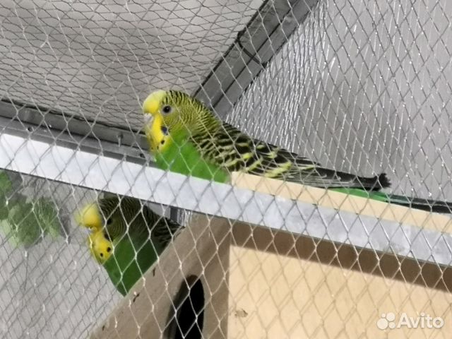 Волнистые попугаи