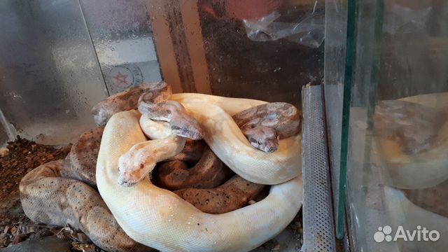 Императорский удав морфы Albino Kahl