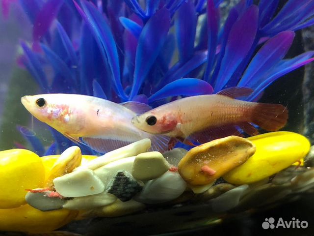 Самка betta splendens (курочка)
