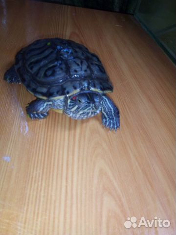 Черепаха красноухая