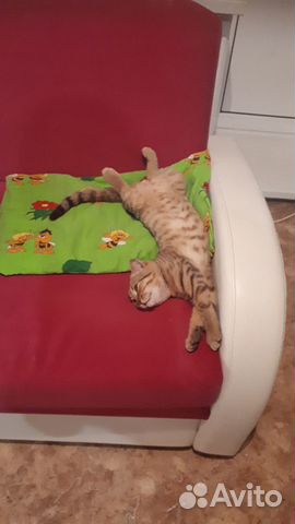 Веслоухий котенок
