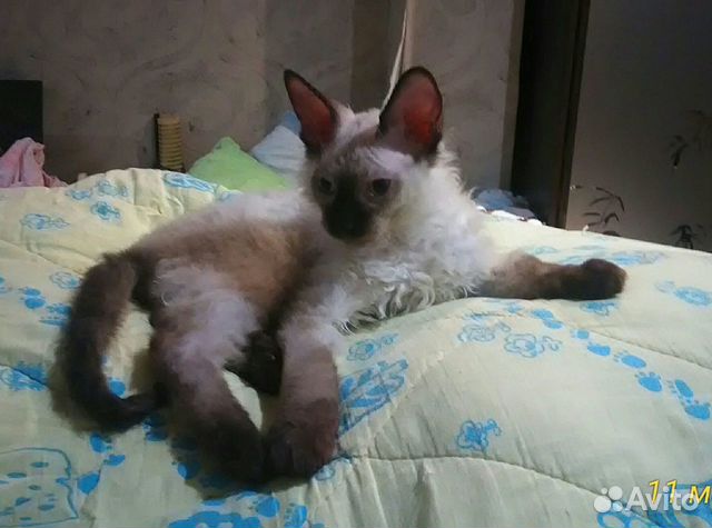 Котенок Донского сфинкса браш,3 месяца