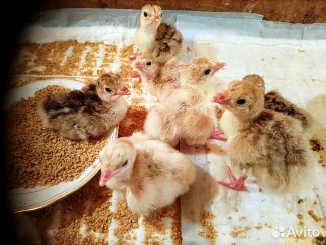 Индюшата, перепела