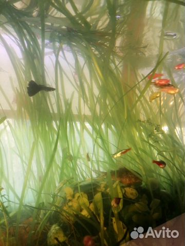 Трава Аквариумная валлиснерия