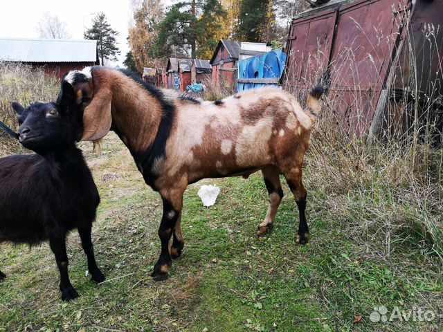 Козел нубийский