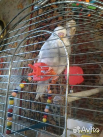 Попугай птенец ввп чех