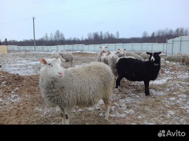 Бараны породы Финский Ландрас