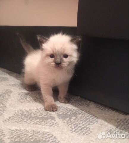 Сиамские котята