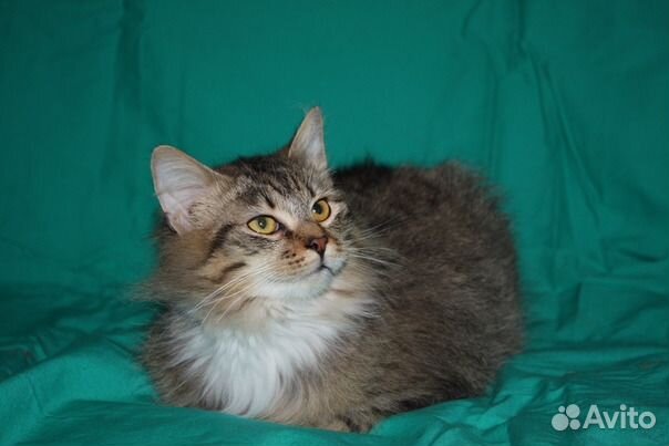 Оззи, пушистый сибирячок, 1 год