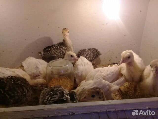 Инкубационное яйцо индейки