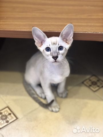 Ориентальные котята