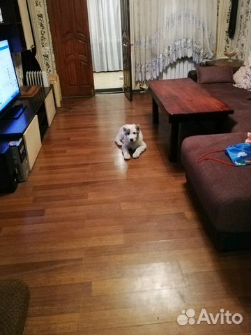 Алабай, щенки сао, Среднеазиатская овчарка