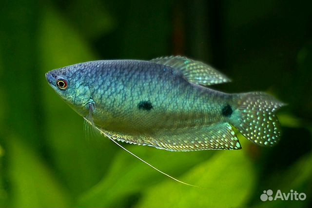 Рыбки аквариумные