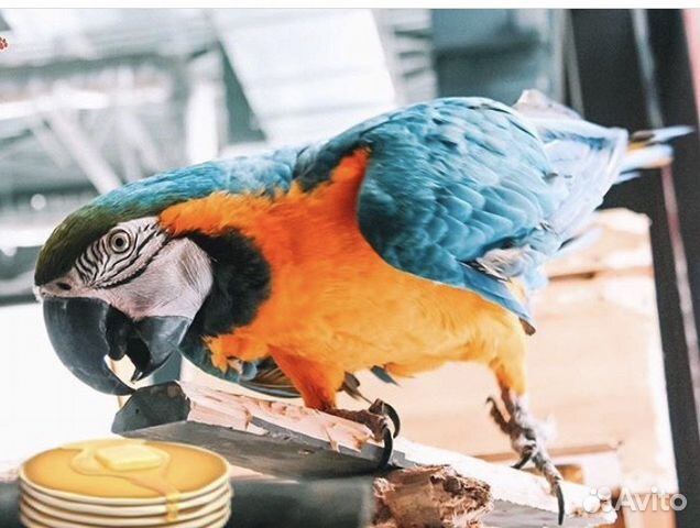 Попугай ара ручной молодой