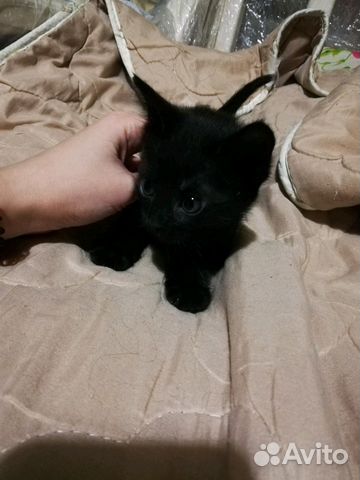 Отдам котенка в хорошие руки