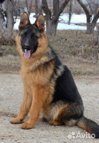 Кобель немецкой овчарки