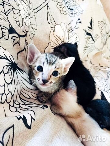 Котята ориентальные