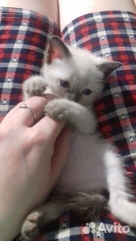 Продаются сиамские котята