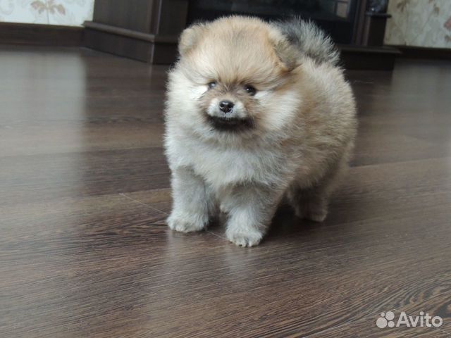 Комочки счастья