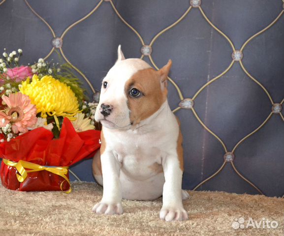 Стаффик РКФ