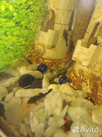 Анциструс (сом присоска)