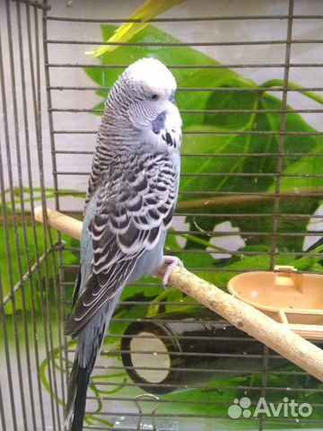 Пара Выстовочных Волнистых Попугаев (чехов)