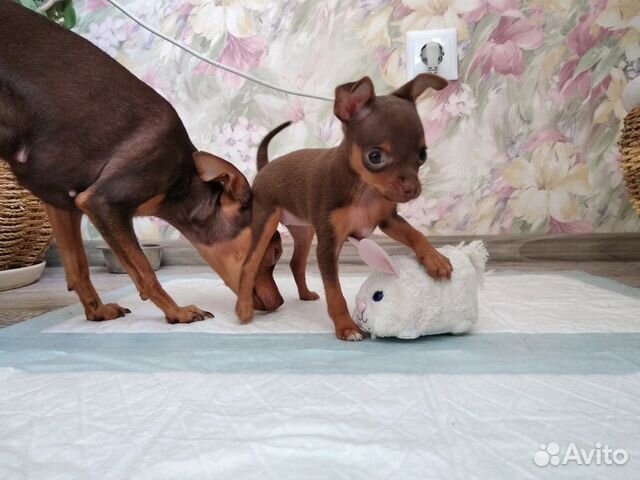 Щенок той терьера