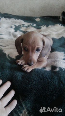 Продам щенка