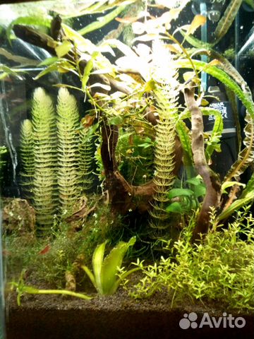 Прополка аквариумных растений