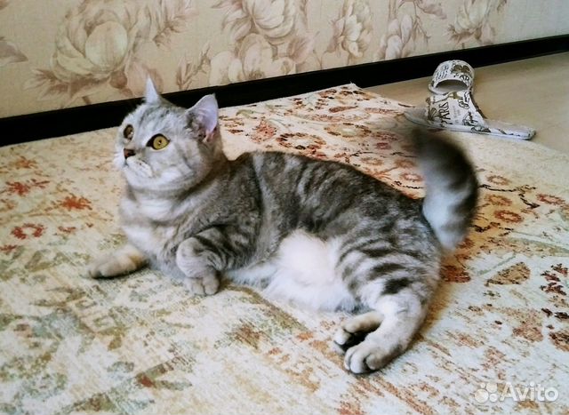 Отдам кошку в добрые руки